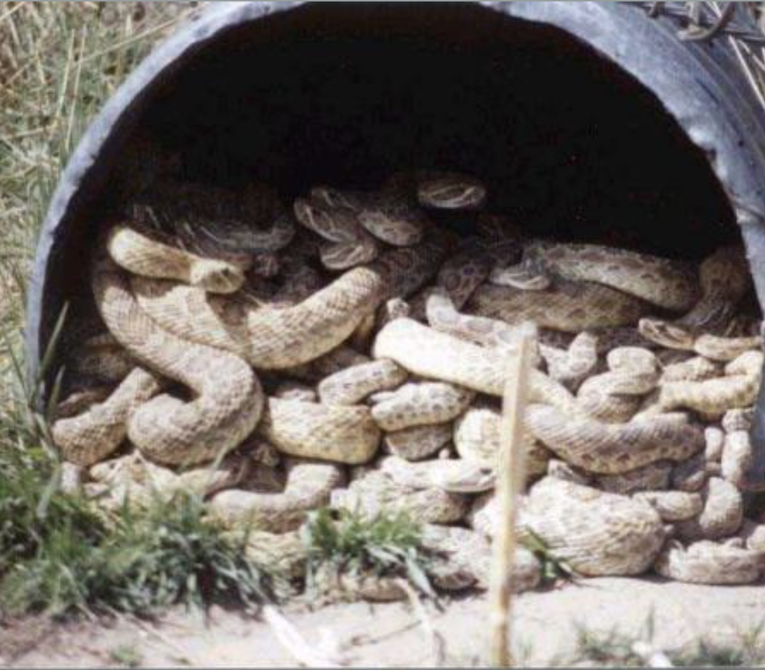 Culverts - CSPI